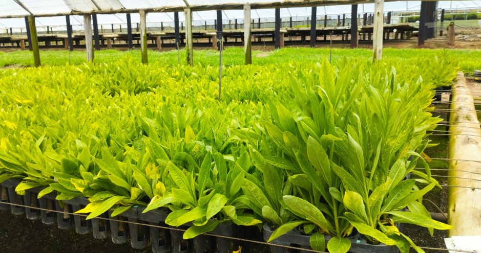 Genomines: Cultivating the Future of Nickel Production | HEC Paris